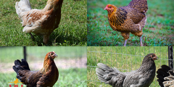 Prairie Bluebell Egger 101: Everything You Need to Know About This ...