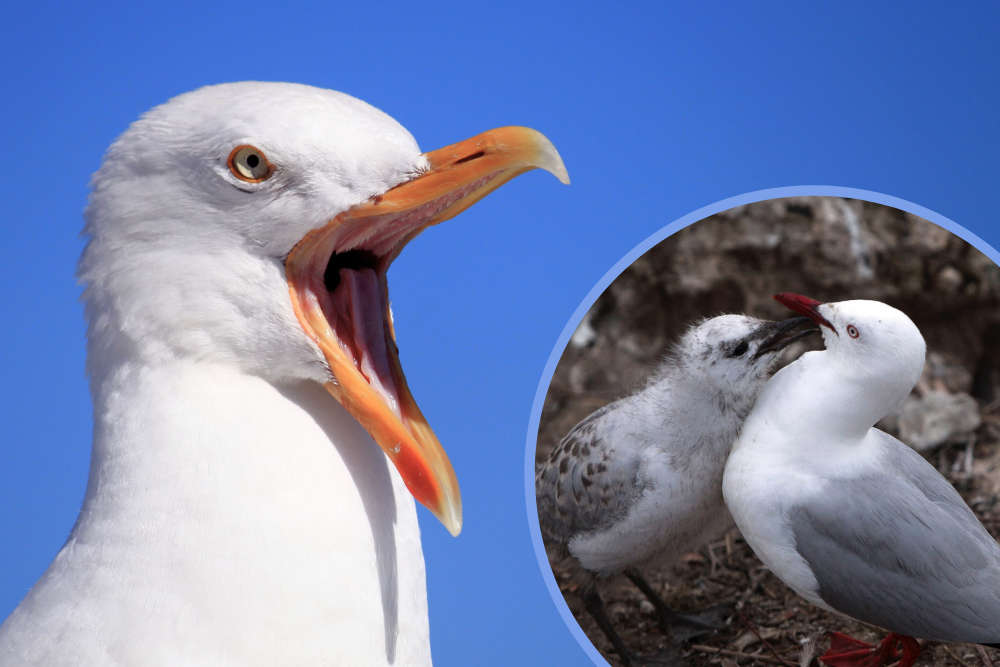 Why Are Seagulls Protected? 10 Surprising Facts That Will Change Your ...