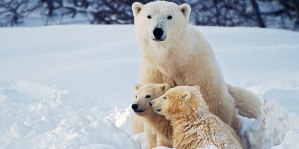 Arctic Animals That Get Along in One Photo: 10 Rare and Beautiful ...