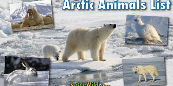 Animals in the Arctic: 10 Incredible Creatures That Defy the Cold ...