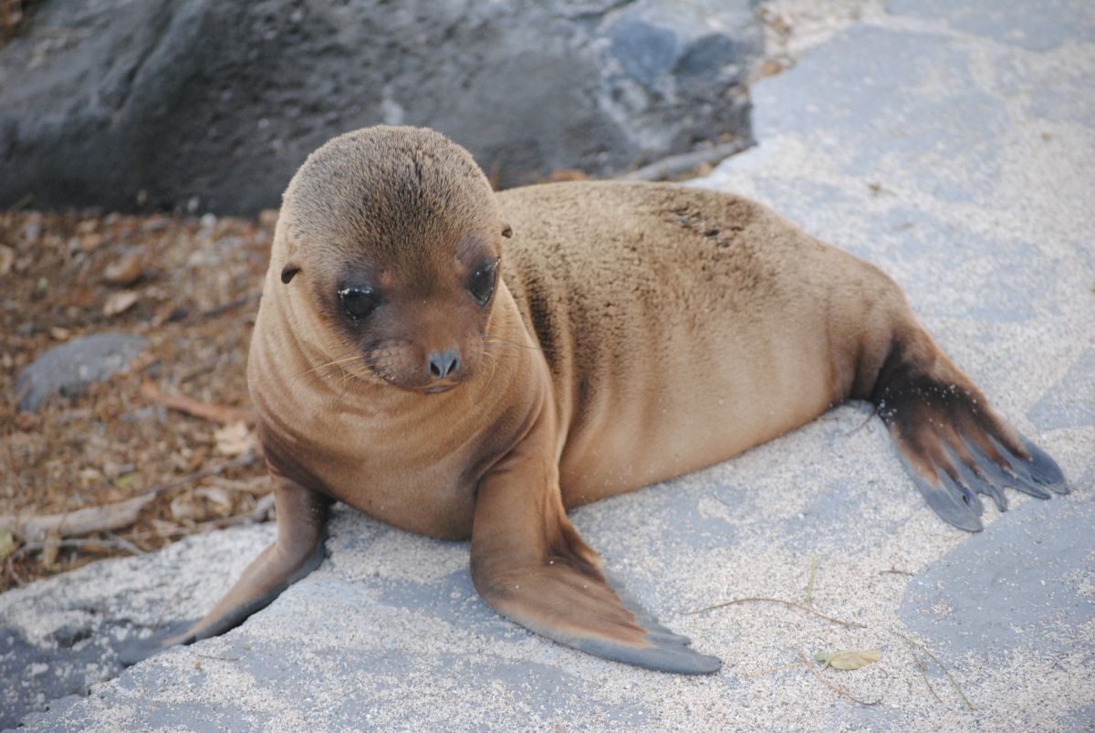 Galapagos Sea Lion: 10 Stunning Moments of Wildlife You Must Witness ...