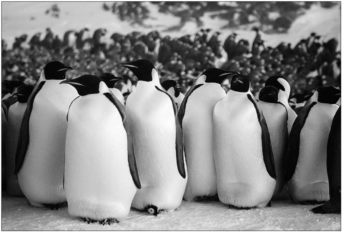 How Long Can a Penguin Hold Its Breath: 10 Astonishing Facts You Didn't ...