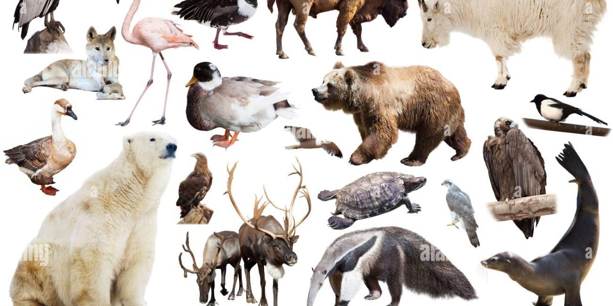 North Animals: 10 Incredible Species You Need to Know – Money Shark