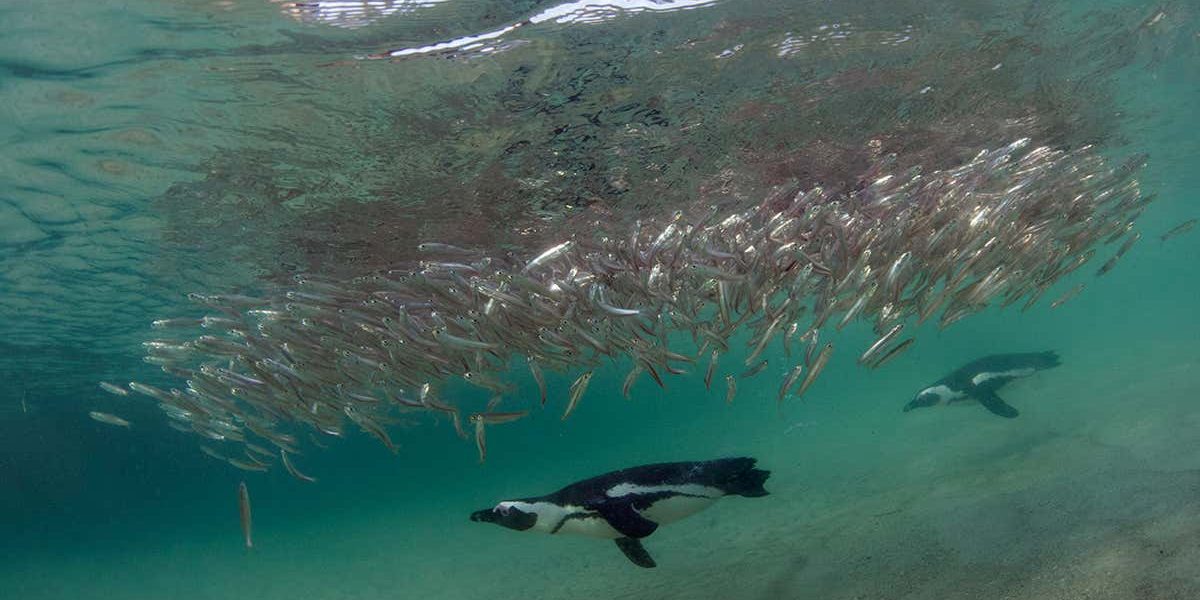 Why Do Penguins Hunt Together? 10 Incredible Benefits of Teamwork in ...