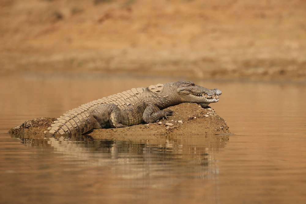 Caiman Pantanal Preço: 10 Avaliações de Viajantes Sobre Custo-Benefício ...