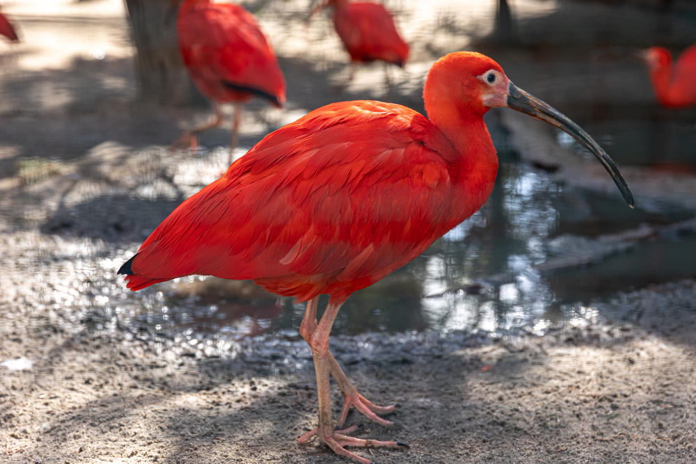 Nosy Mangabe Madagascar: 10 Incredible Bird Species You’ll Spot Here ...