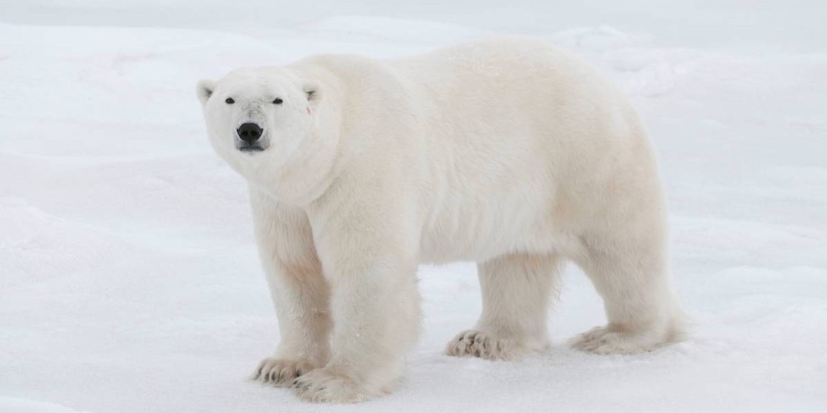 Can a Polar Bear Eat a Persin Falcon? 10 Fascinating Facts That Will ...