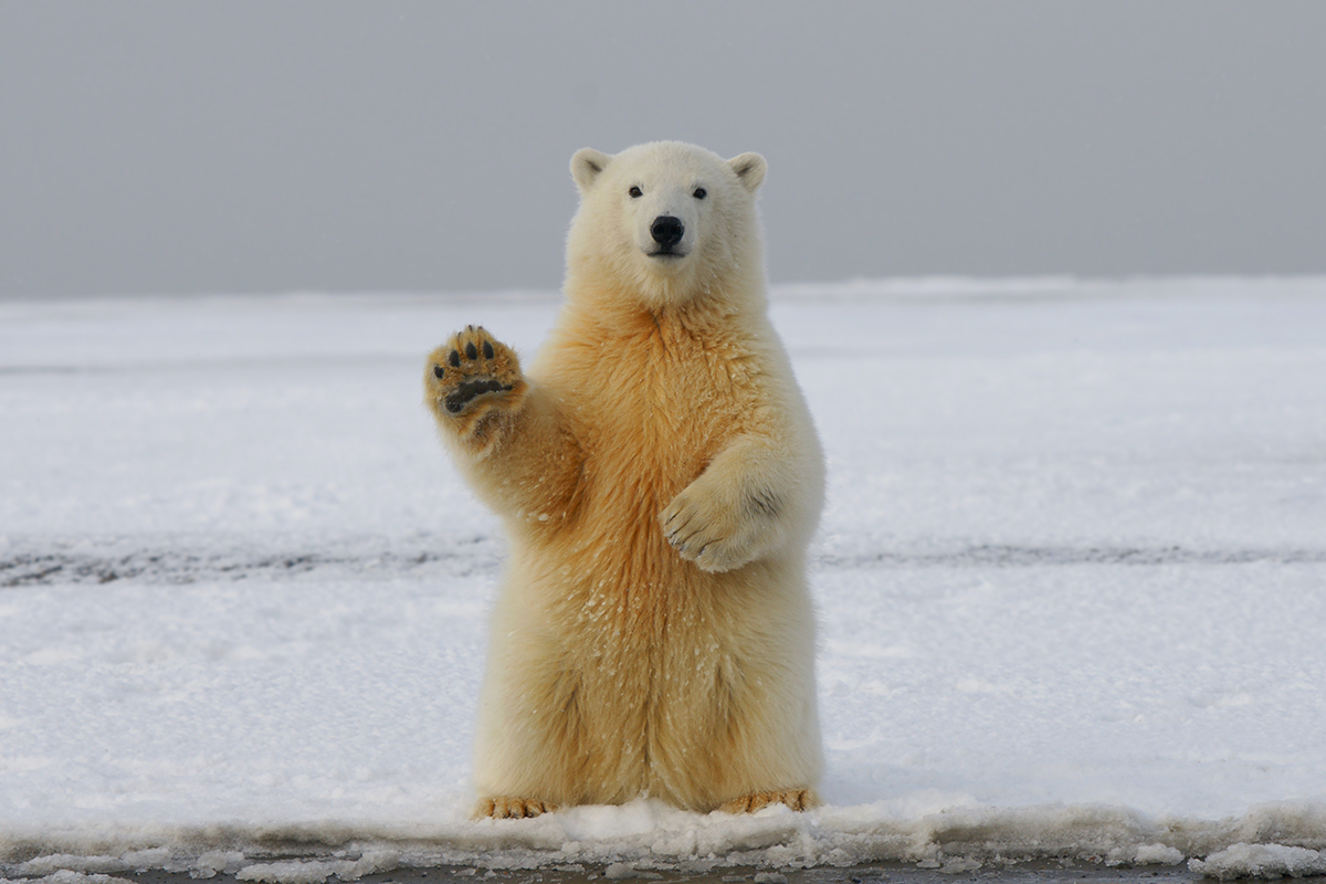 Do Polar Bears Eat Penguins? 10 Mind-Blowing Truths Revealed - Money Shark