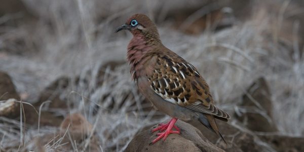 Does Galapagos Dove Hide from Predators? 10 Brilliant Survival Tactics ...