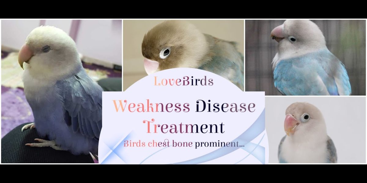 What Are Birds’ Weaknesses? 10 Startling Truths Revealed – Money Shark