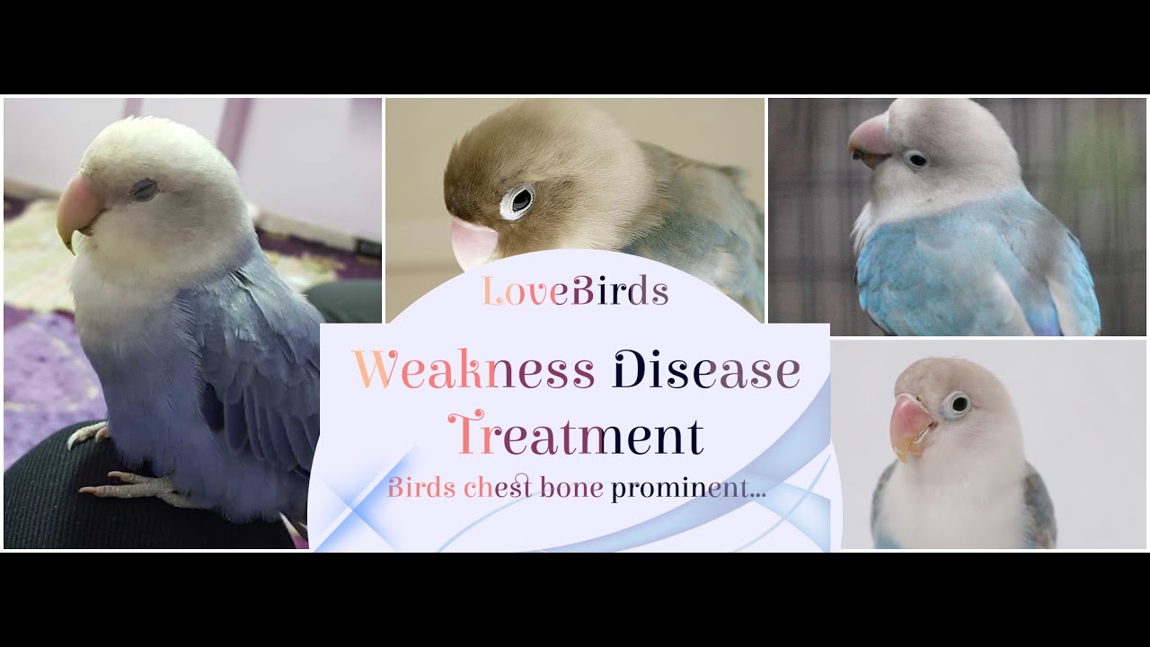 What Are Birds’ Weaknesses? 10 Startling Truths Revealed - Money Shark