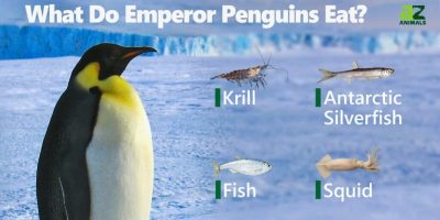 What Eats Penguins from the Tundra? 10 Fascinating Predators That Keep ...