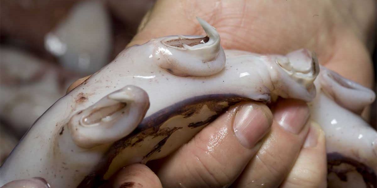 Why Do Colossal Squid Have Hooks? 10 Terrifying Truths About Their Deadly Grip - Money Shark