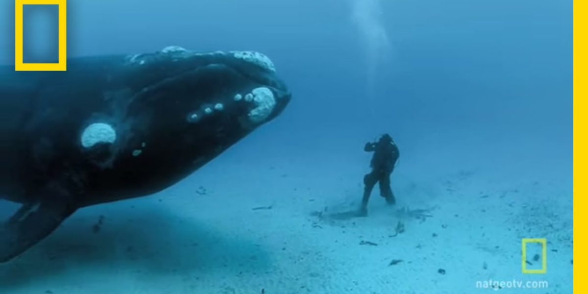 Blue Whale Next to Human: 10 Unbelievable Comparisons That Will Blow ...