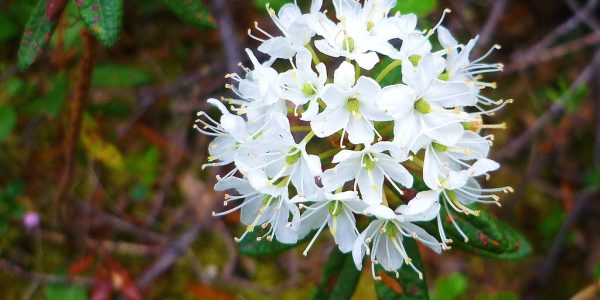 Labrador Tea Adaptations in Boreal Forest: 10 Amazing Ways It Thrives ...