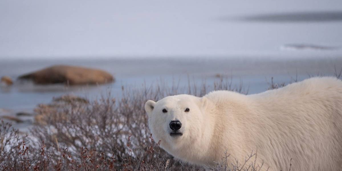 Polar Bears Hard to Hunt: 10 Brutal Challenges Hunters Face - Money Shark