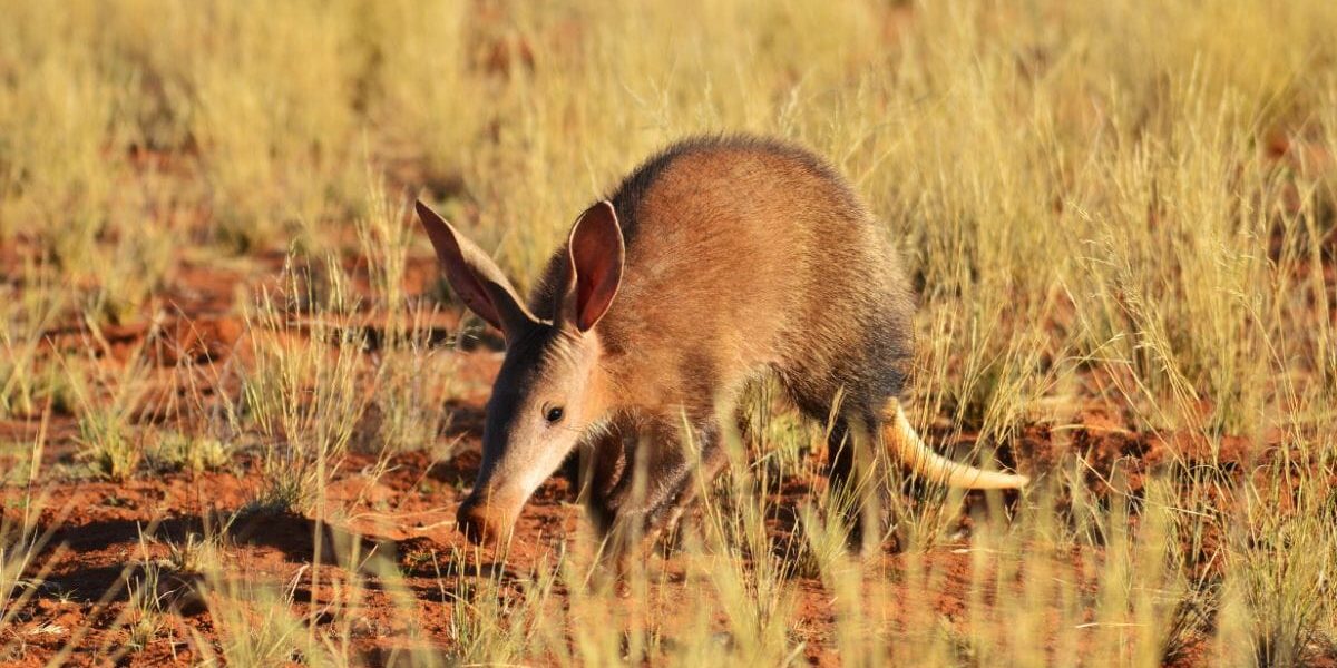 Shy Animals Exposed: 10 Astonishingly Timid Creatures You Won’t Believe ...
