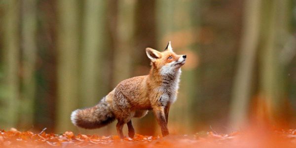 Where Do Foxes Live in Georgia? 10 Fascinating Habitats You Need to ...