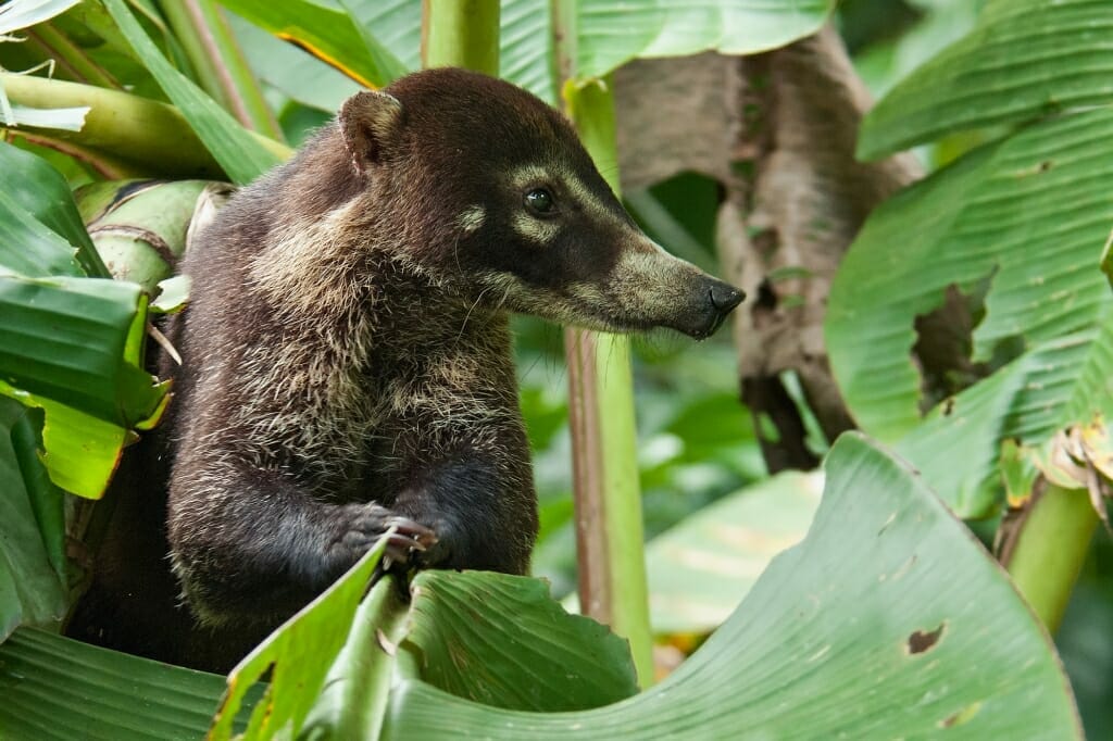 Monteverde Cloud Forest Animals: 10 Incredible Species You Won't ...