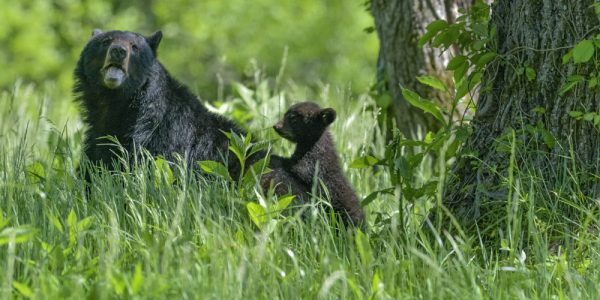 The Irish Bear: History, Legends, and Extinction of Ireland’s Native ...